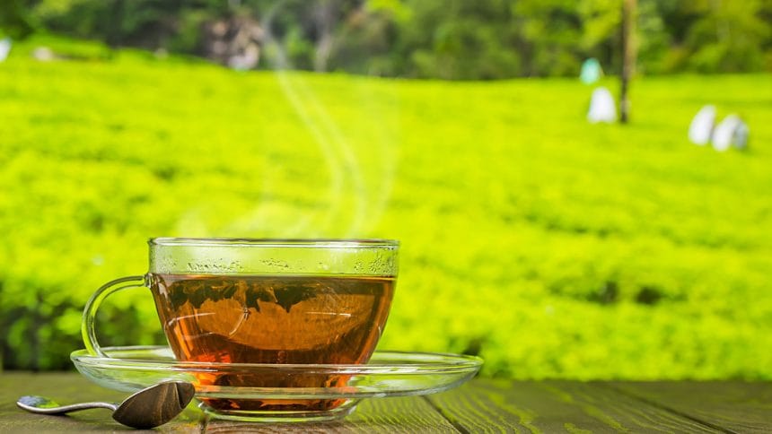 A Cup of Pure Sri Lanka : Exploring the Splendor of Ceylon Tea - Splendid Seasons